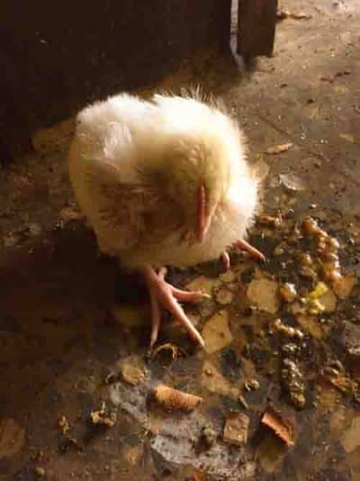 Poultry Farming: How to Prevent Vaccine Failure « FarmersJoint Blog