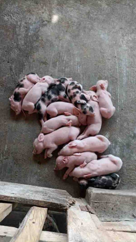 How to Reduce Piglet Death Rate before Weaning « FarmersJoint Blog